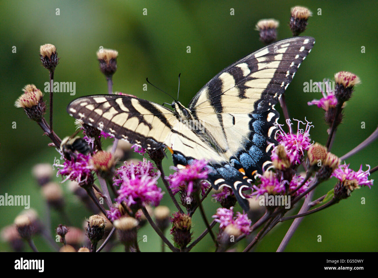 Female eastern tiger swallowtail butterfly hi-res stock photography and ...