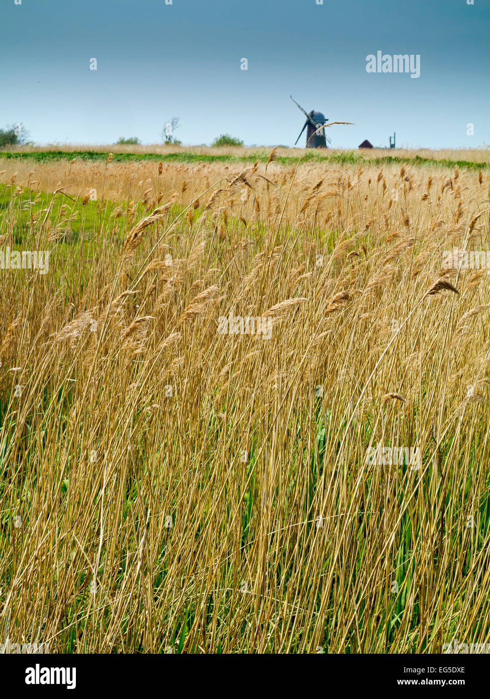 Norfolk reed beds hi-res stock photography and images - Alamy
