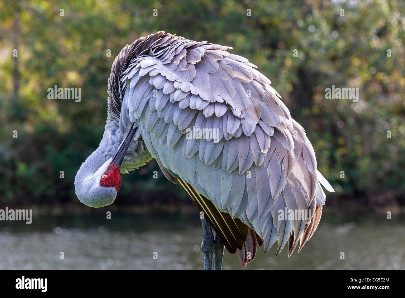 Wild Florida Sandhill crane standing by water, Orlando, Florida ...