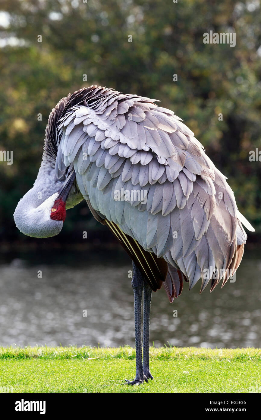 Wild Florida Sandhill crane standing by water, Orlando, Florida ...
