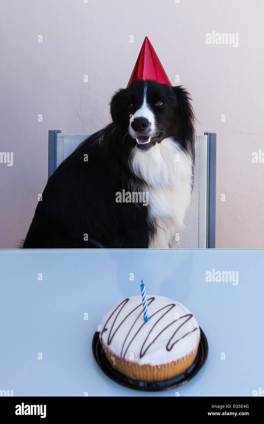 Ollie The Border Collie celebrates his 1st Birthday, Sydney, Australia ...