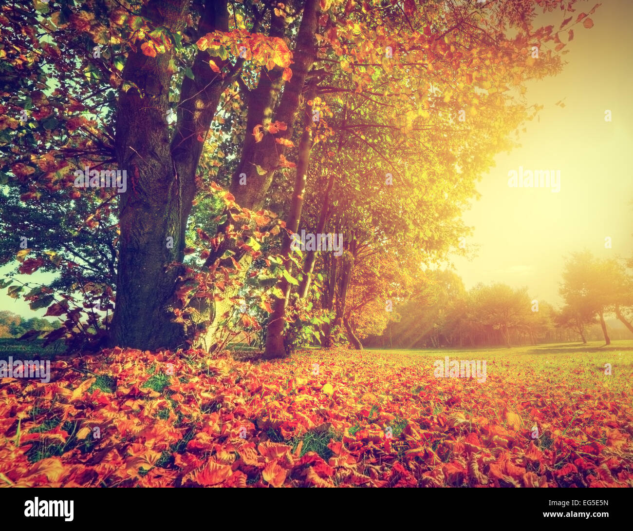Sun sunbeams through leaves tree hi-res stock photography and images ...