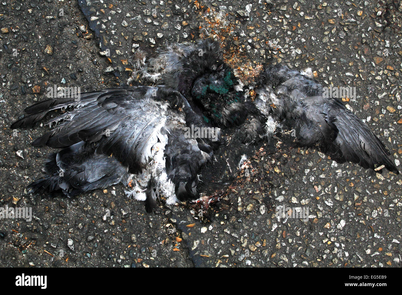 Piccione piccione hi-res stock photography and images - Alamy