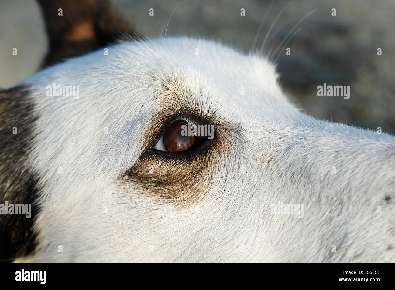 Eye of a dog Stock Photo - Alamy