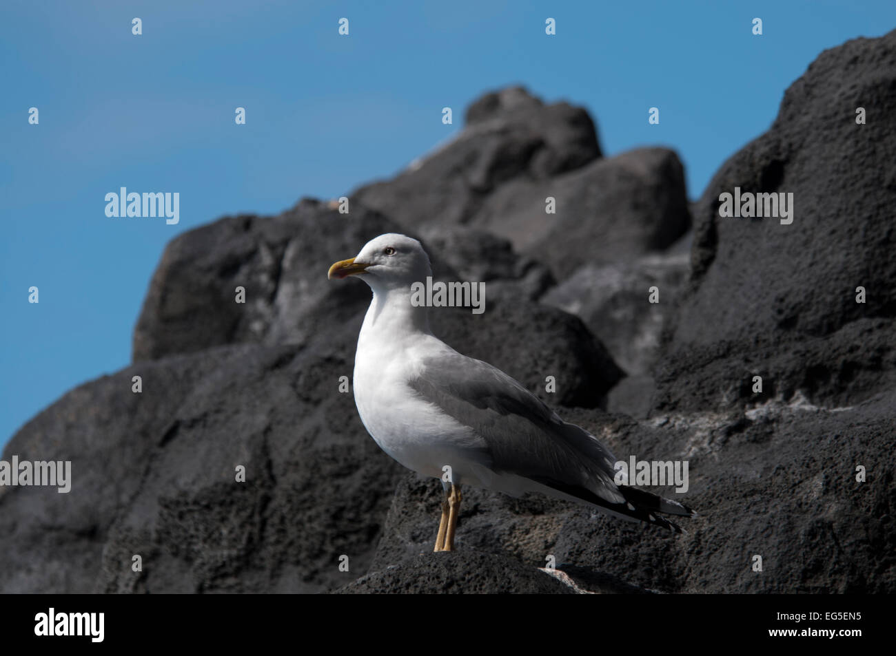 Yellow-legged gulls are large gulls living also around the Canary ...