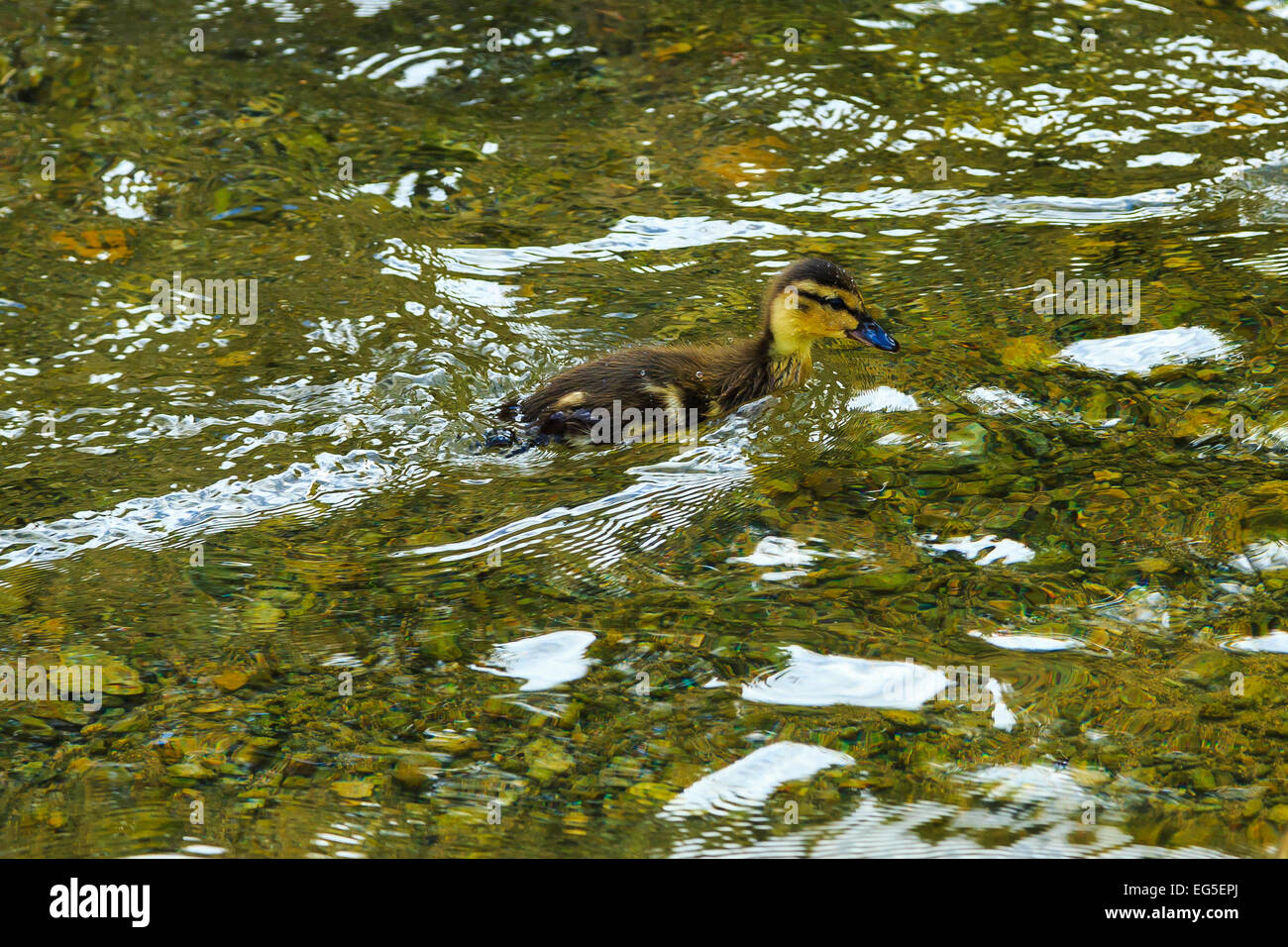 British mallard duckling in stream in England Stock Photo - Alamy