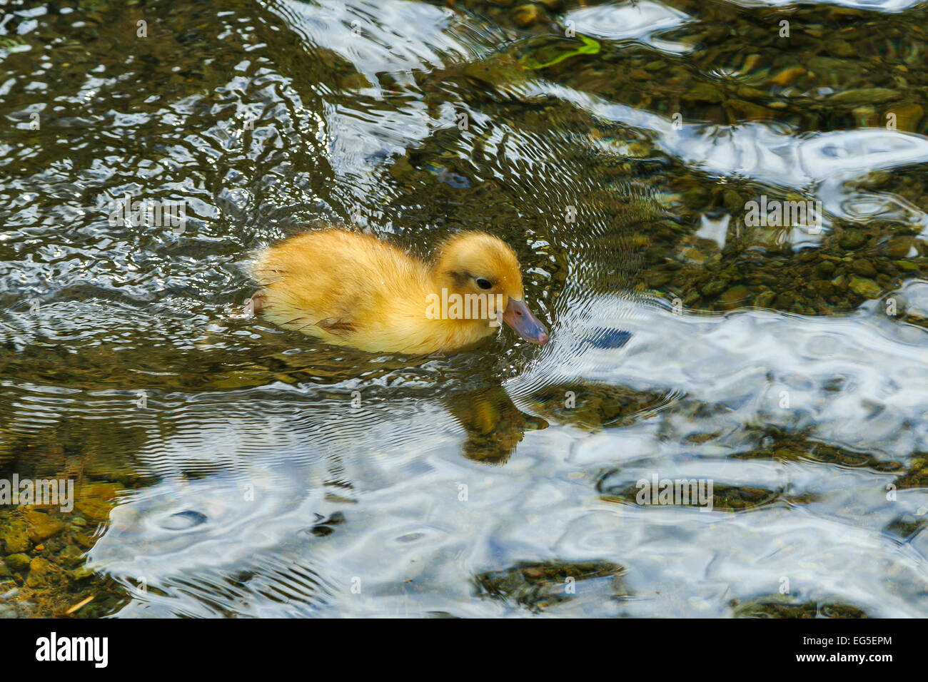 British mallard duckling in stream in England Stock Photo - Alamy