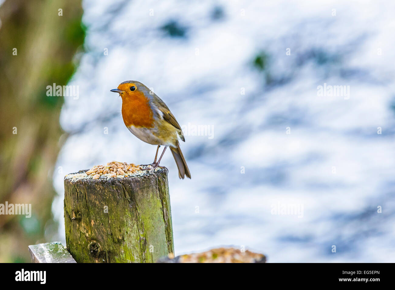 Birds In Trees Stock Photos & Birds In Trees Stock Images - Alamy