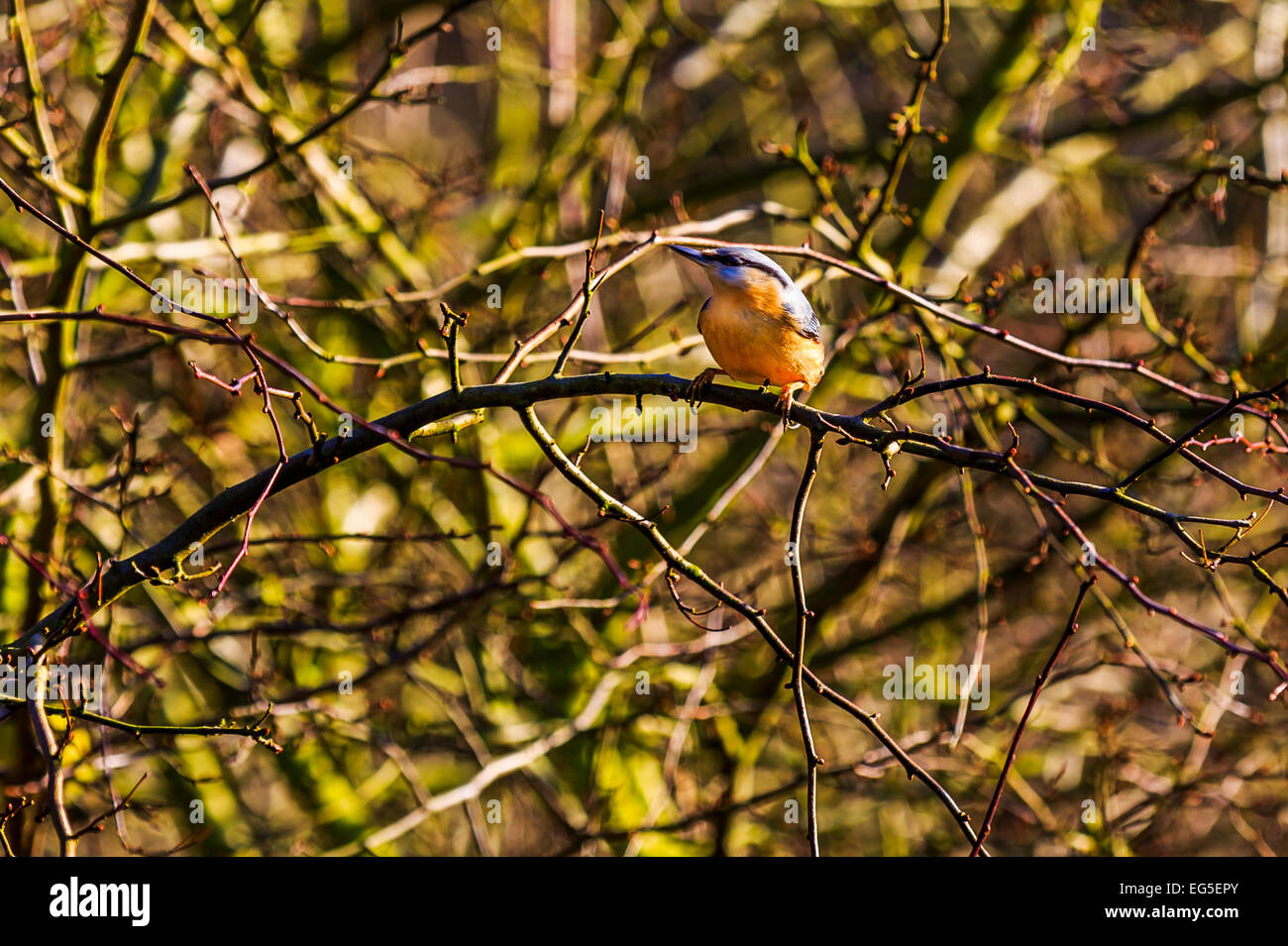 Nuthatch - British birds in trees in the West Midlands, England British ...