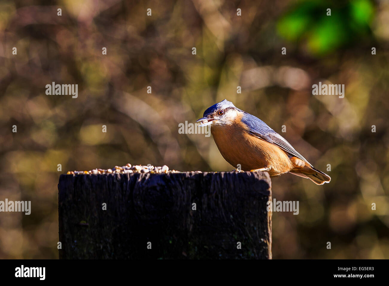 British Nuthatch on post in the West Midlands, England British birds in ...