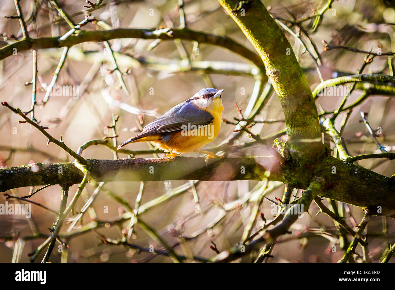 Birds In Trees Stock Photos & Birds In Trees Stock Images - Alamy