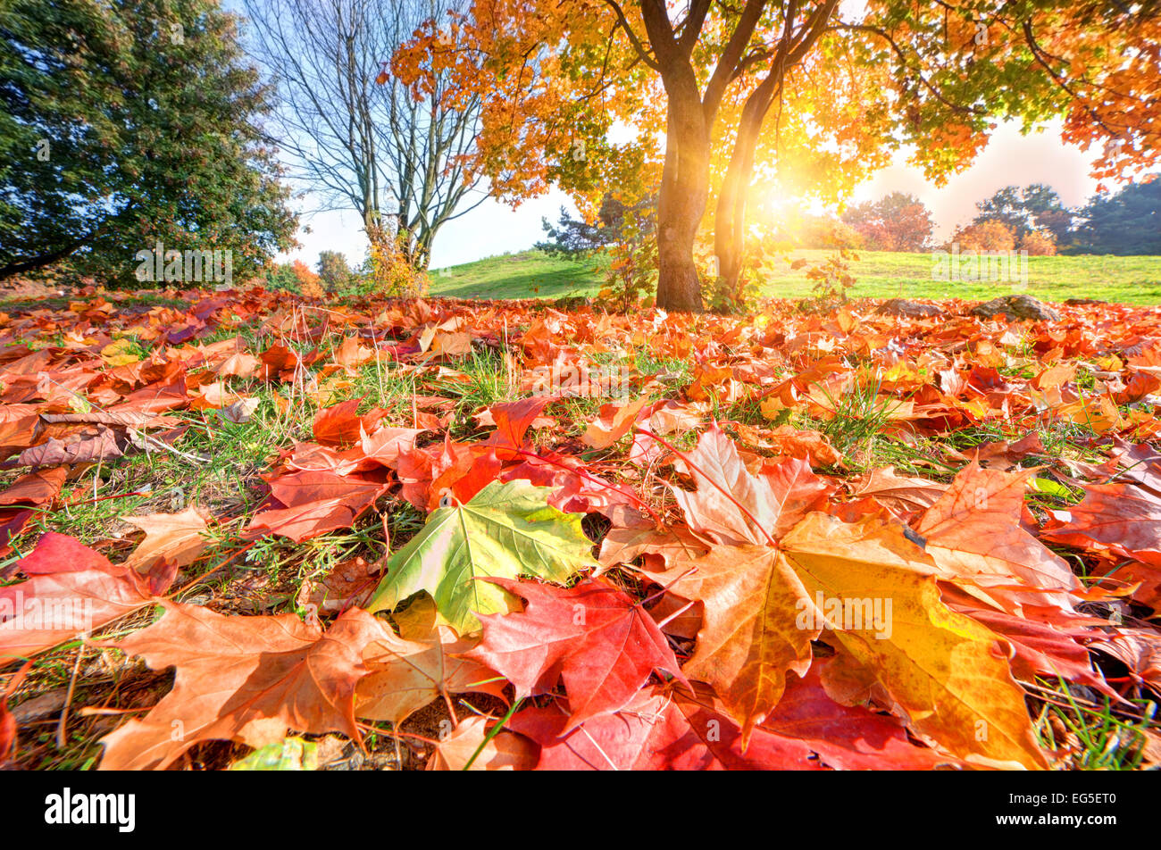 Autumn, fall landscape in park. Colorful leaves, sunny blue sky Stock ...