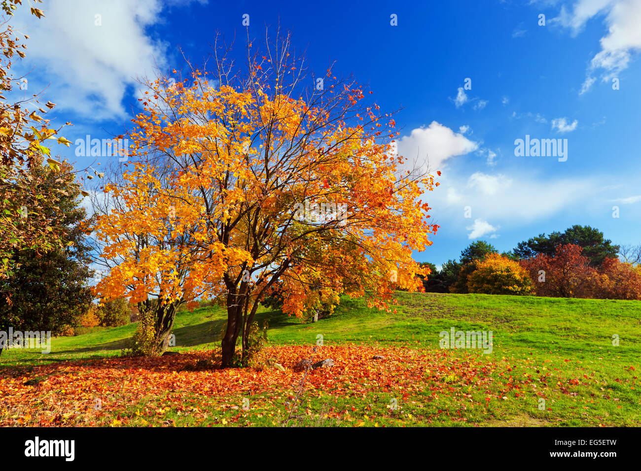 Autumn, fall landscape with a tree full of colorful leaves, sunny blue ...