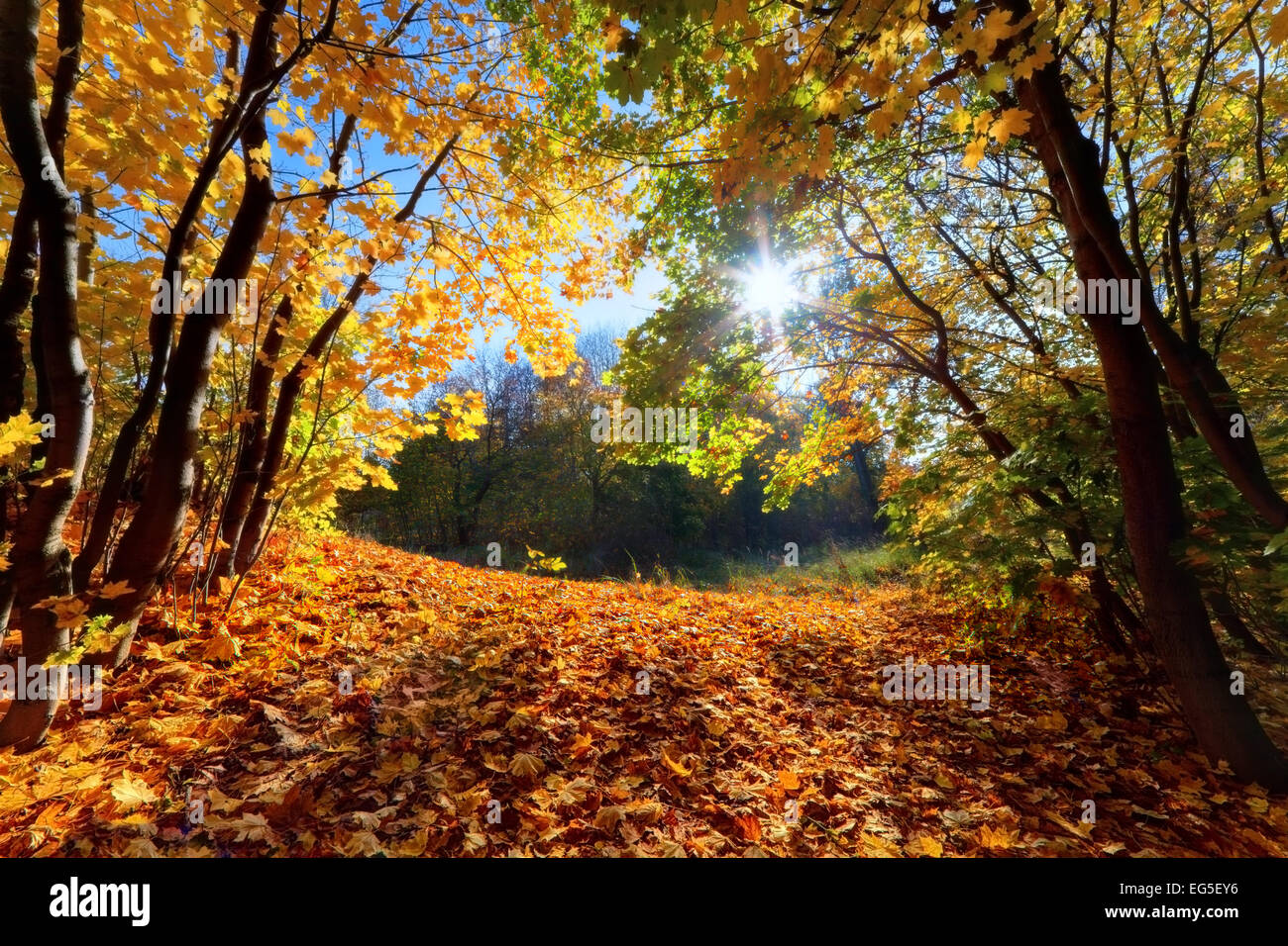 Autumn, fall landscape in forest. Sun shining through colorful leaves ...