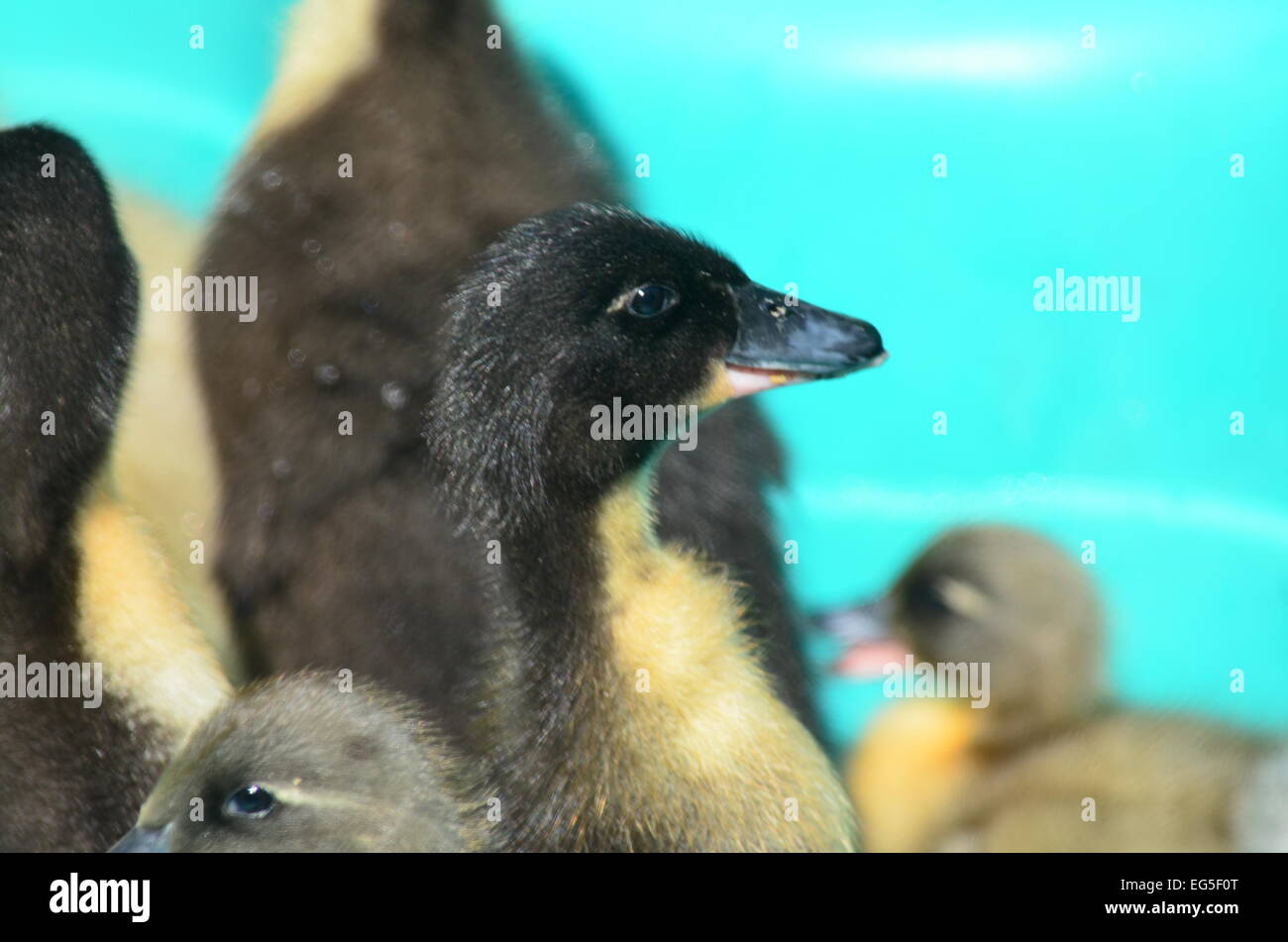 Baby ducks hi-res stock photography and images - Alamy