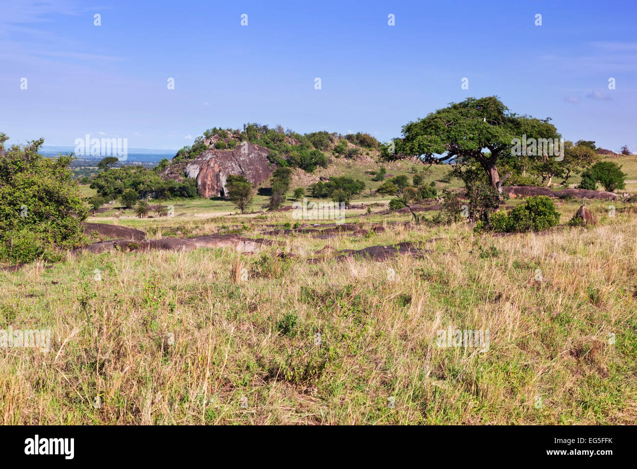Savanna bush hi-res stock photography and images - Alamy
