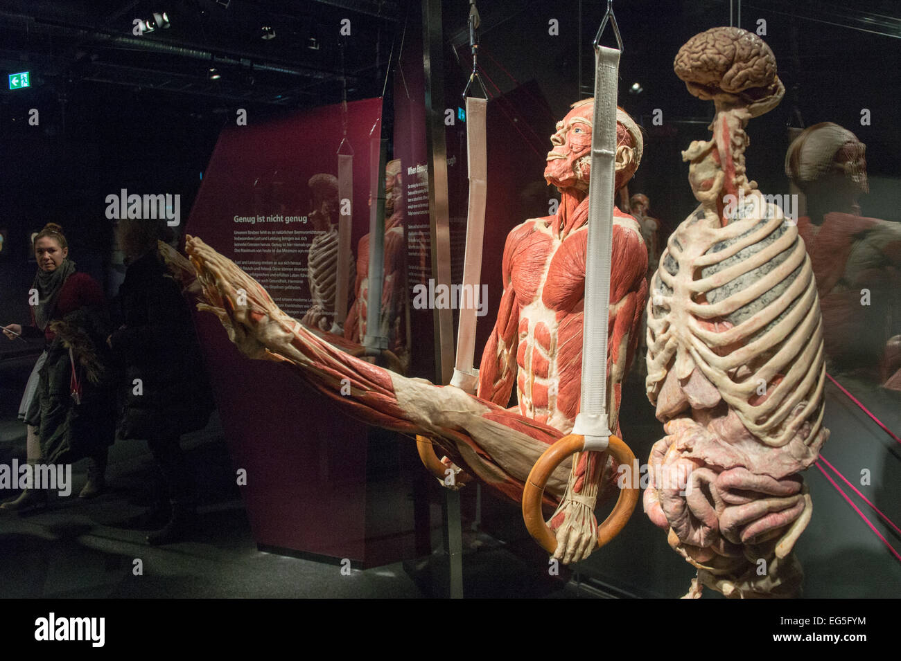 Berlin, Germany. 17th Feb, 2015. The plastinate 'The Gymnast' is on ...
