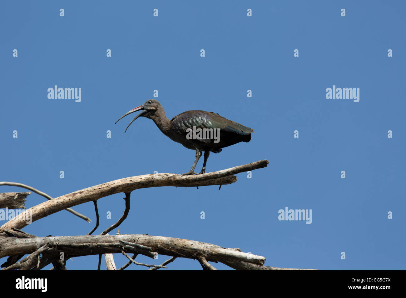 Hadada ibis hi-res stock photography and images - Alamy