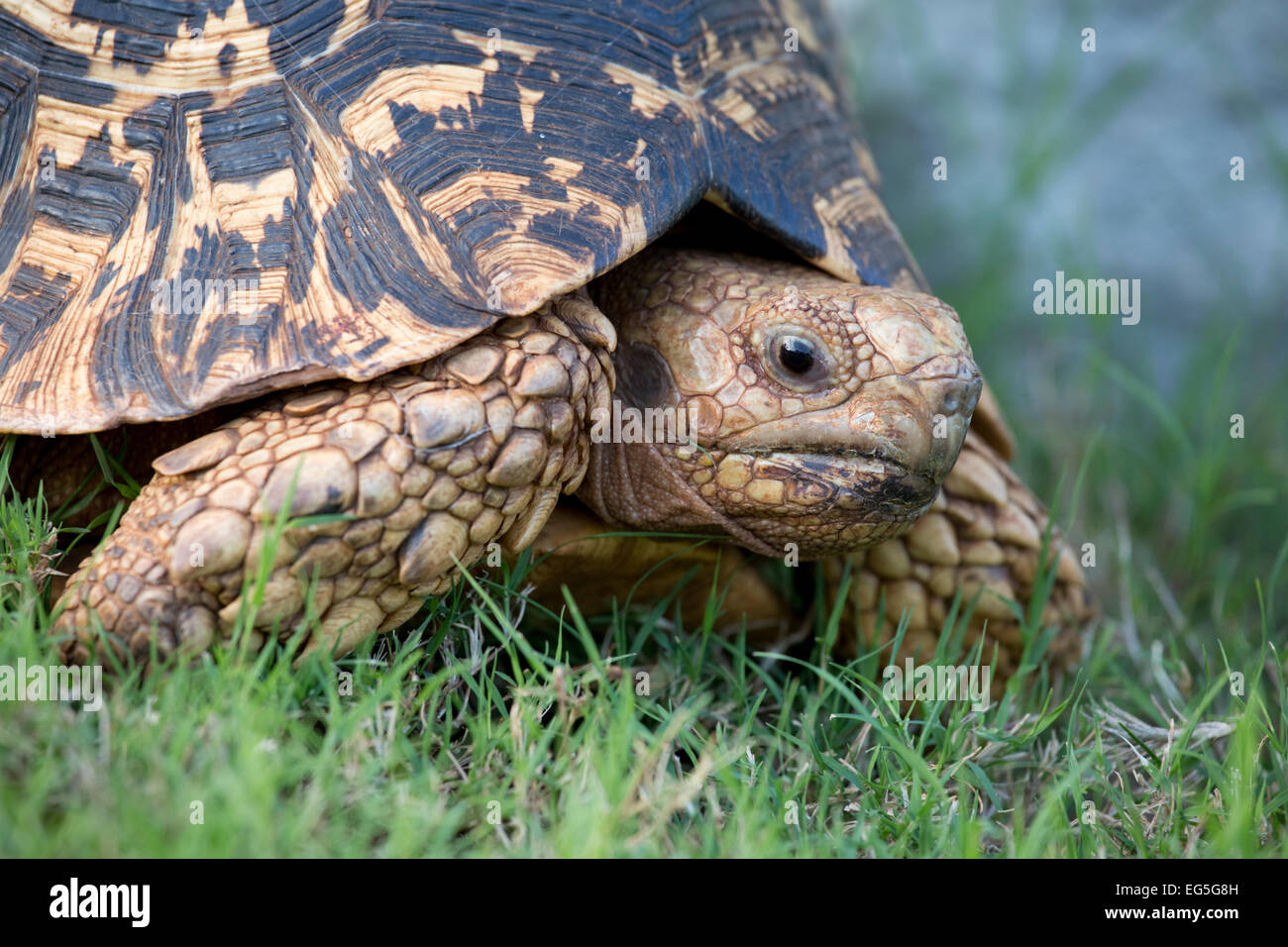 Leopard Tortoise Kenya Stock Photos & Leopard Tortoise Kenya Stock ...