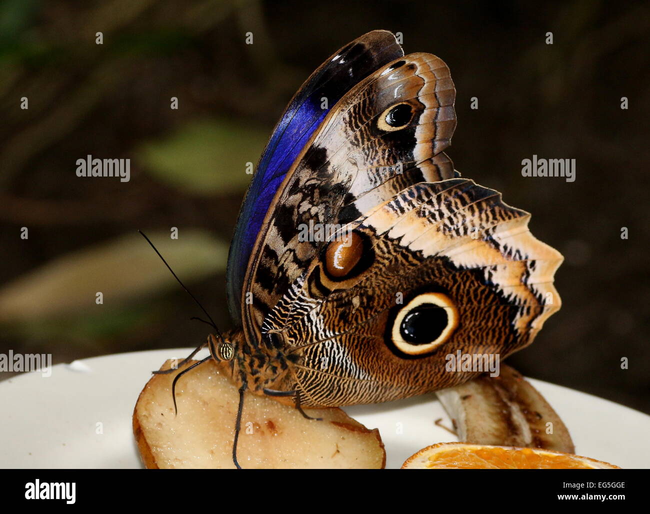 Yellow-edged Giant Owl butterfly (Caligo atreus) feeding on a piece of ...
