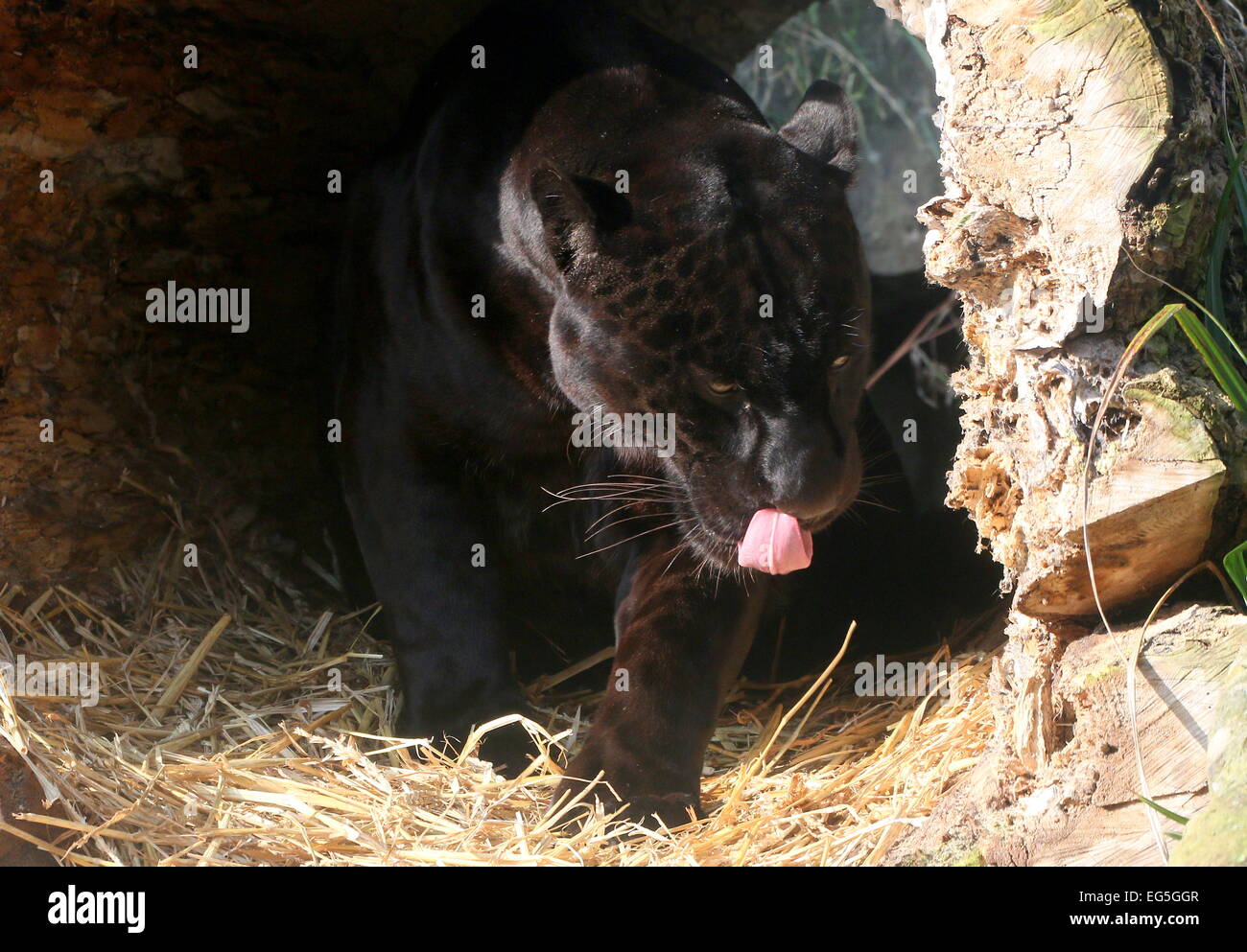Licking his skin hi-res stock photography and images - Alamy