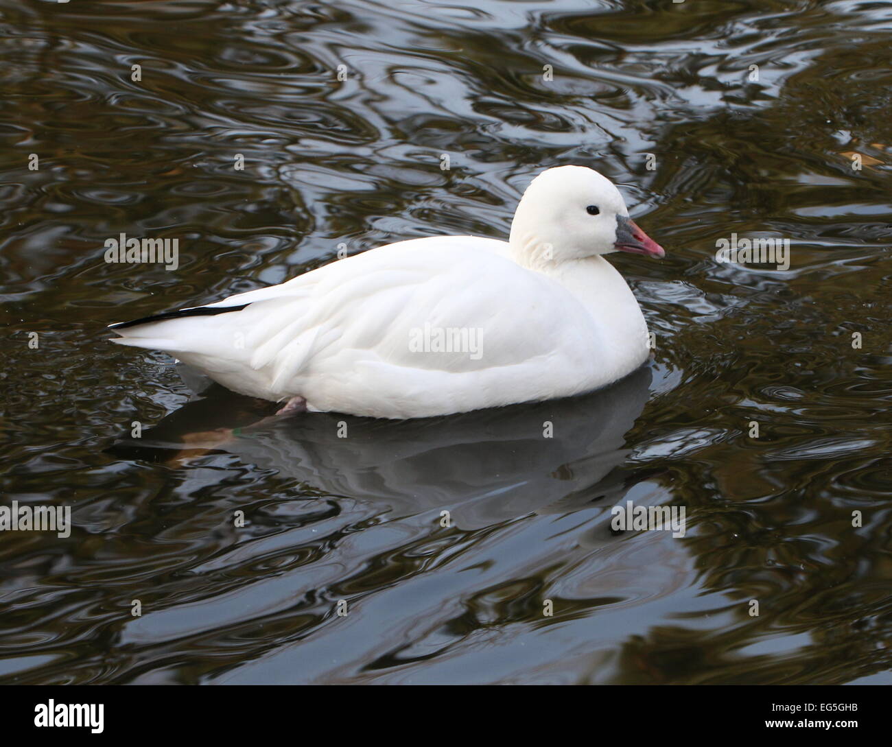 North American Ross's goose (Chen rossii, also Anser rossii Stock Photo ...