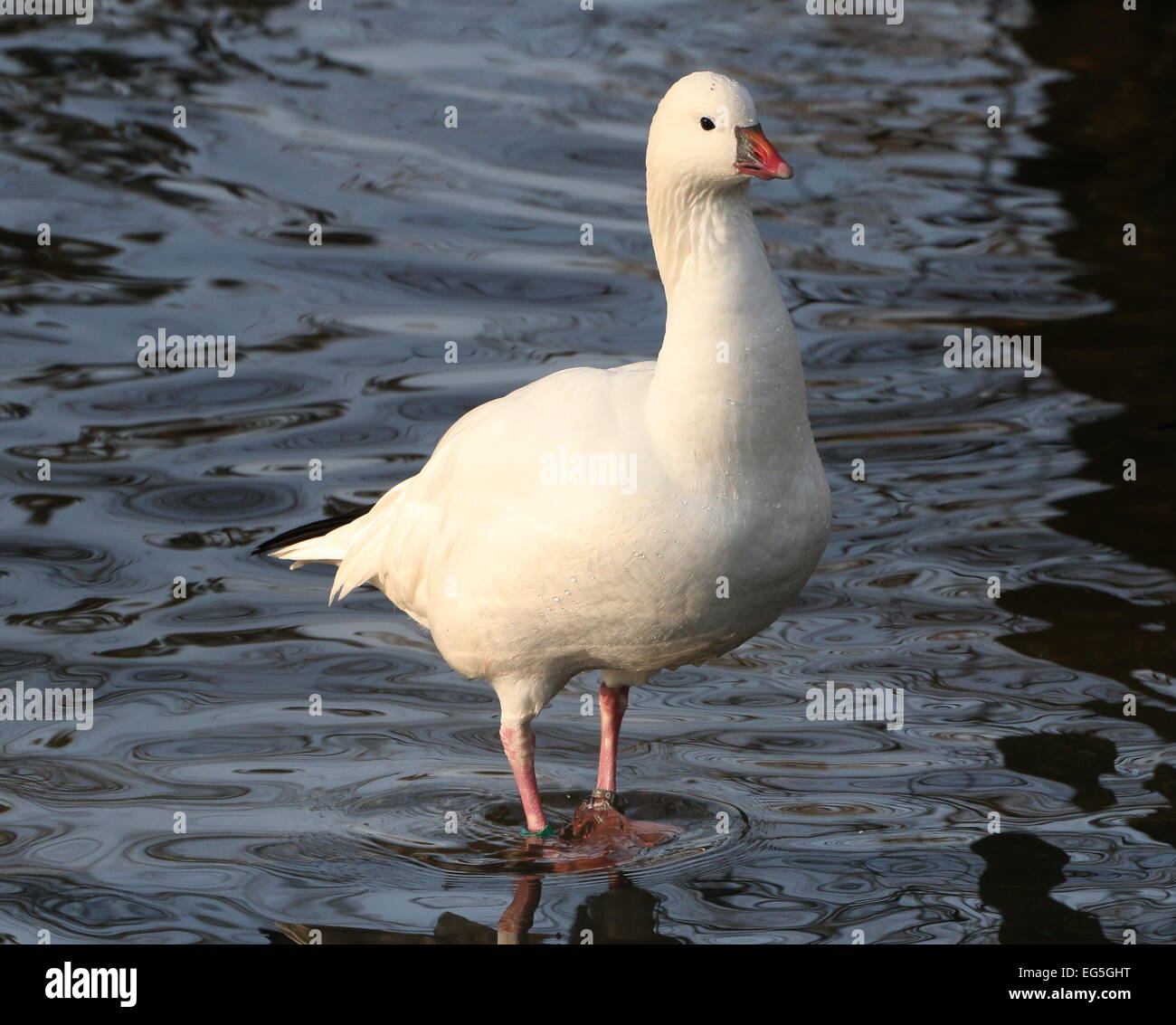 Oca di ross hi-res stock photography and images - Alamy