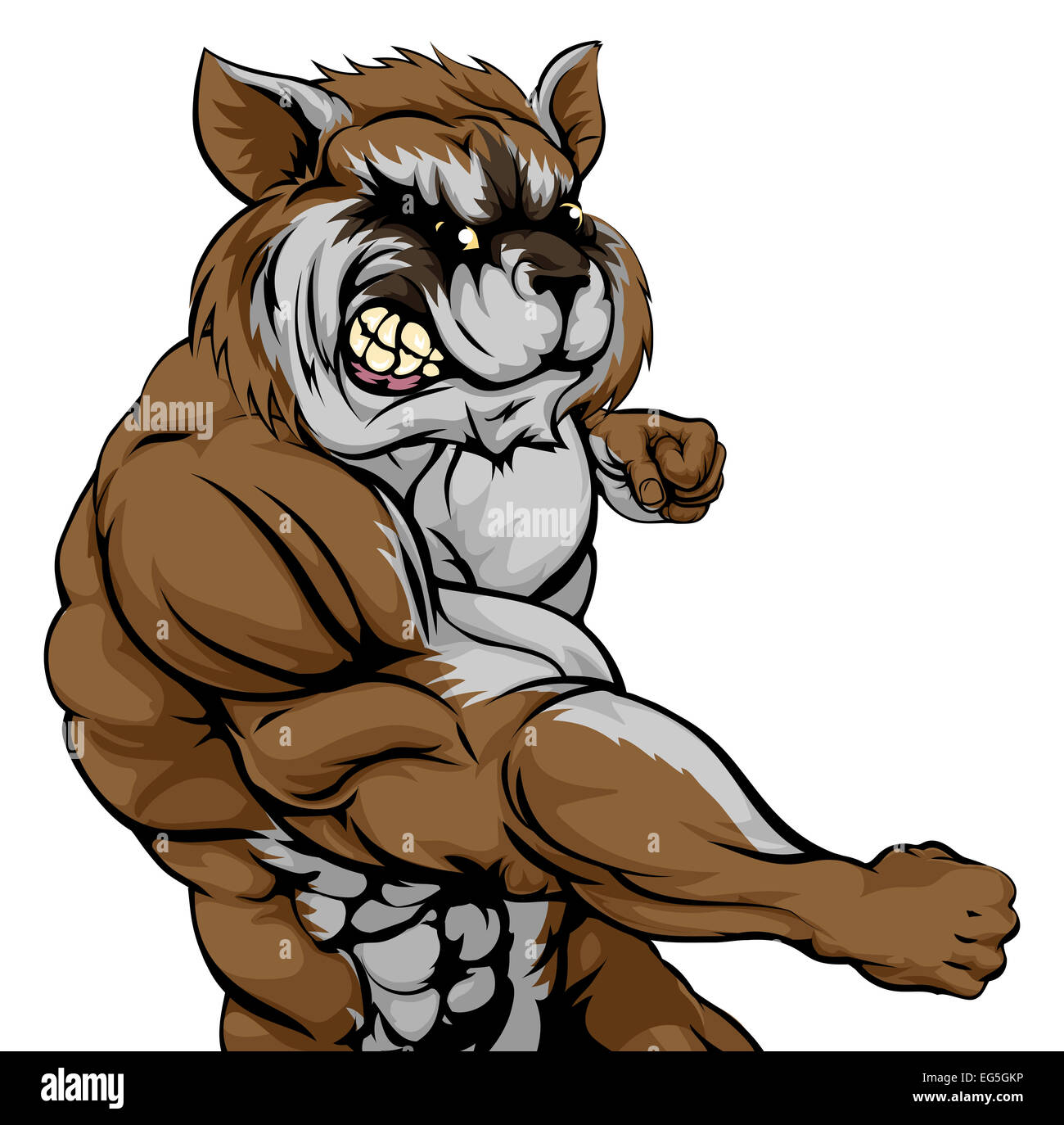 A mean looking raccoon sports mascot fighting and punching with fist ...