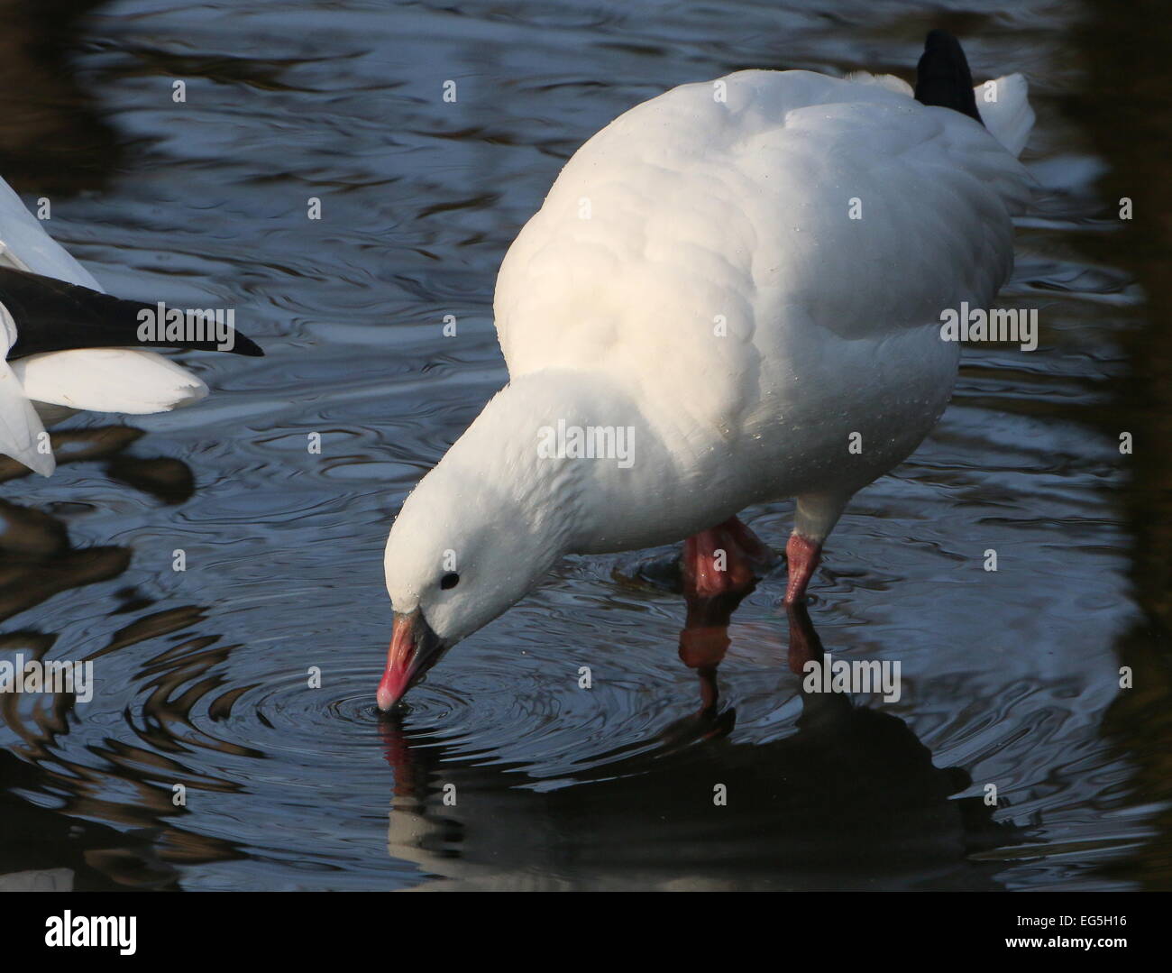 North American Ross's goose (Chen rossii, also Anser rossii) feeding in ...