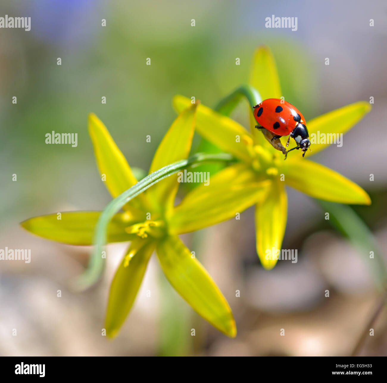 Real Ladybugs On Flowers