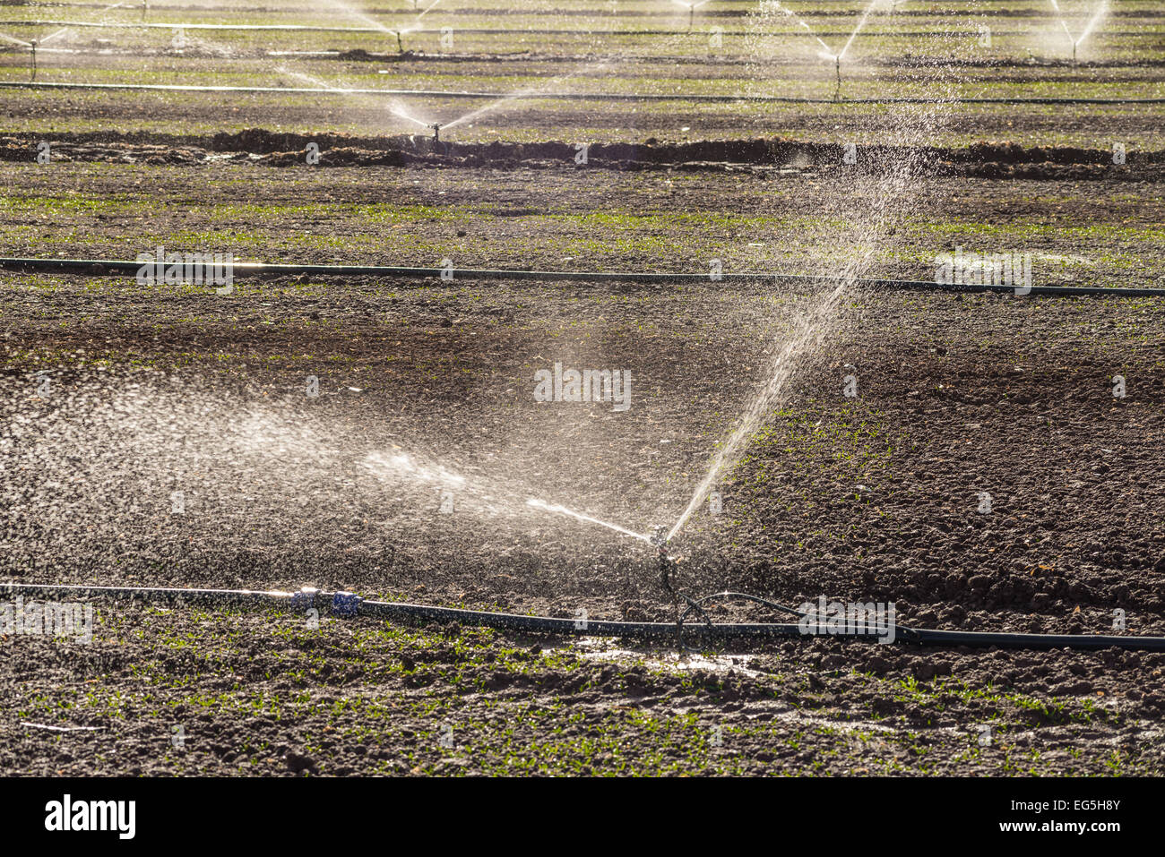 Salt sprinkler hi-res stock photography and images - Alamy