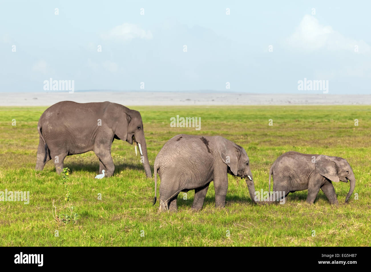 Elephants herd, family on African savanna. Safari in Amboseli, Kenya ...
