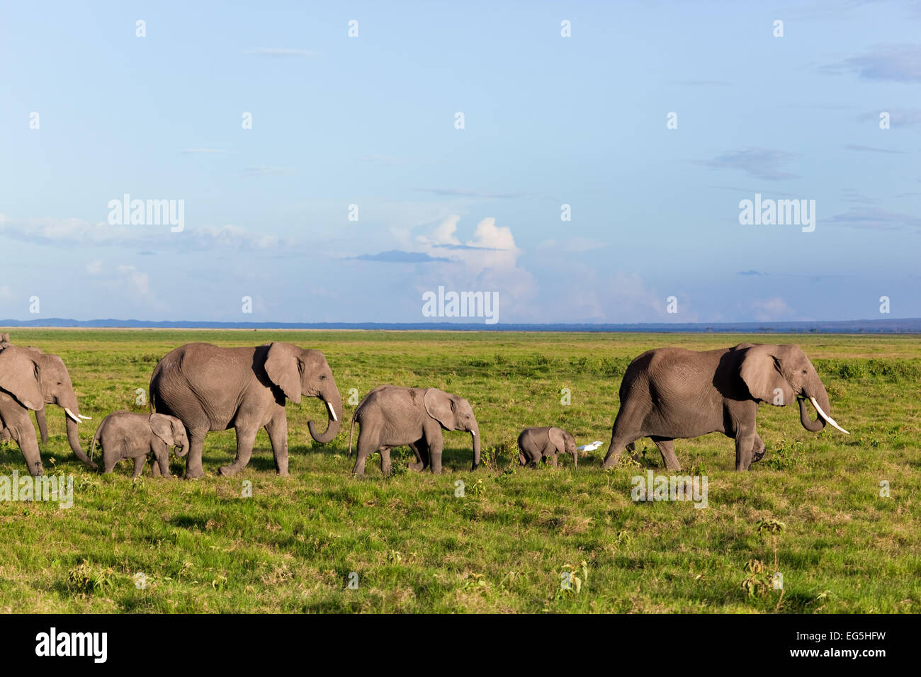 Elephant savanna hi-res stock photography and images - Alamy