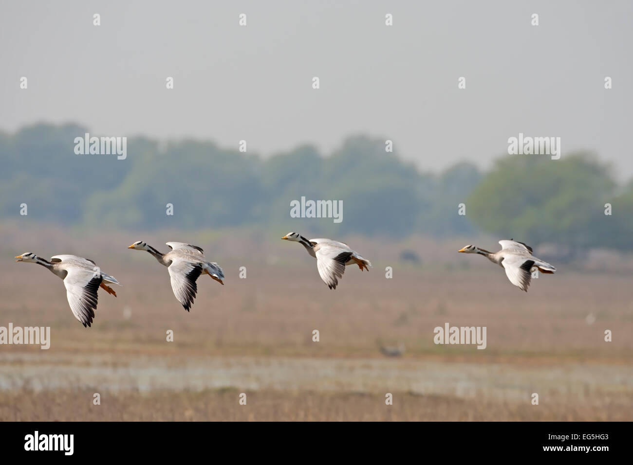 Bar headed geese in flight hi-res stock photography and images - Alamy