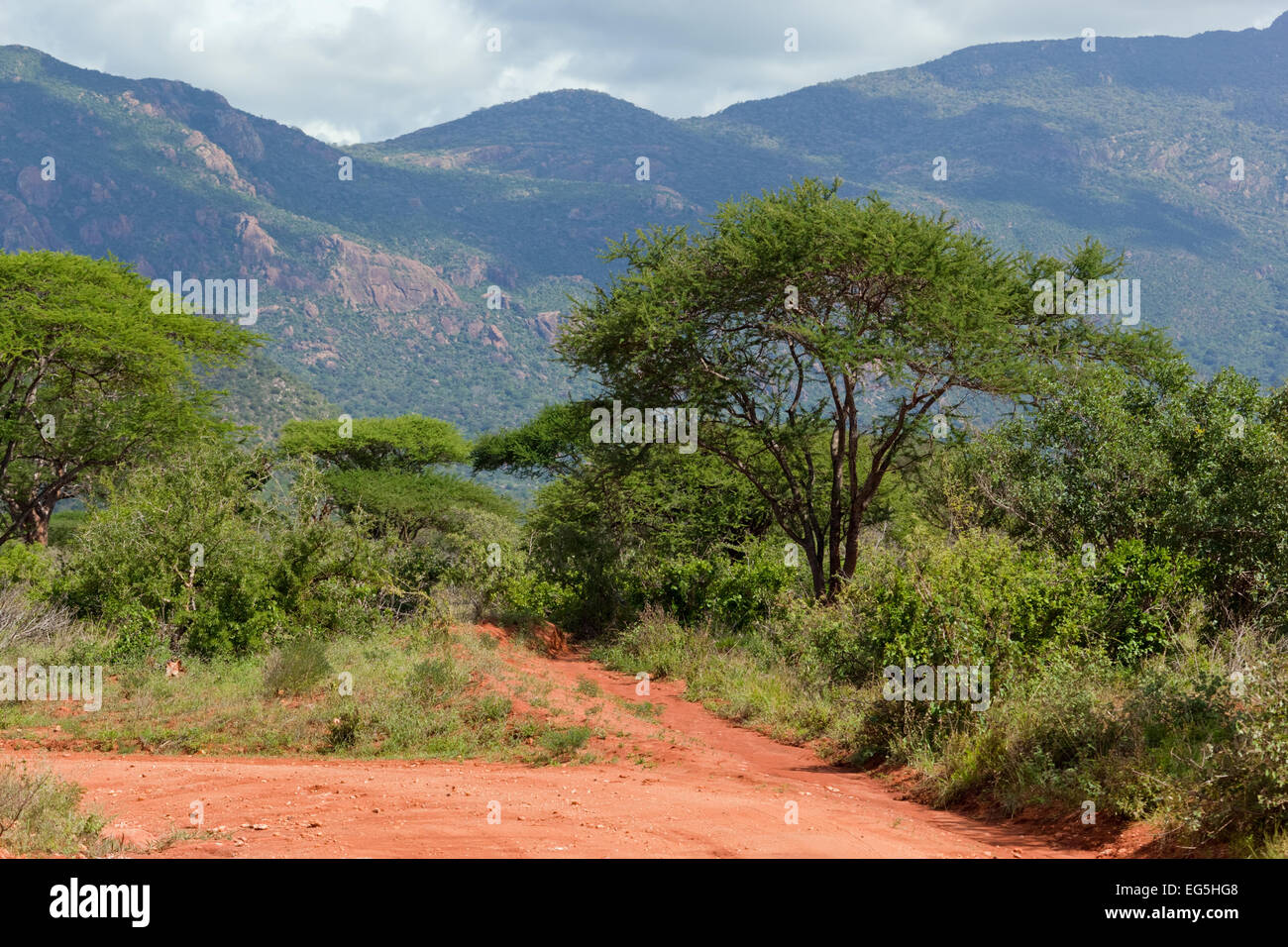 Red ground road and bush with savanna landscape in Africa. Tsavo West ...