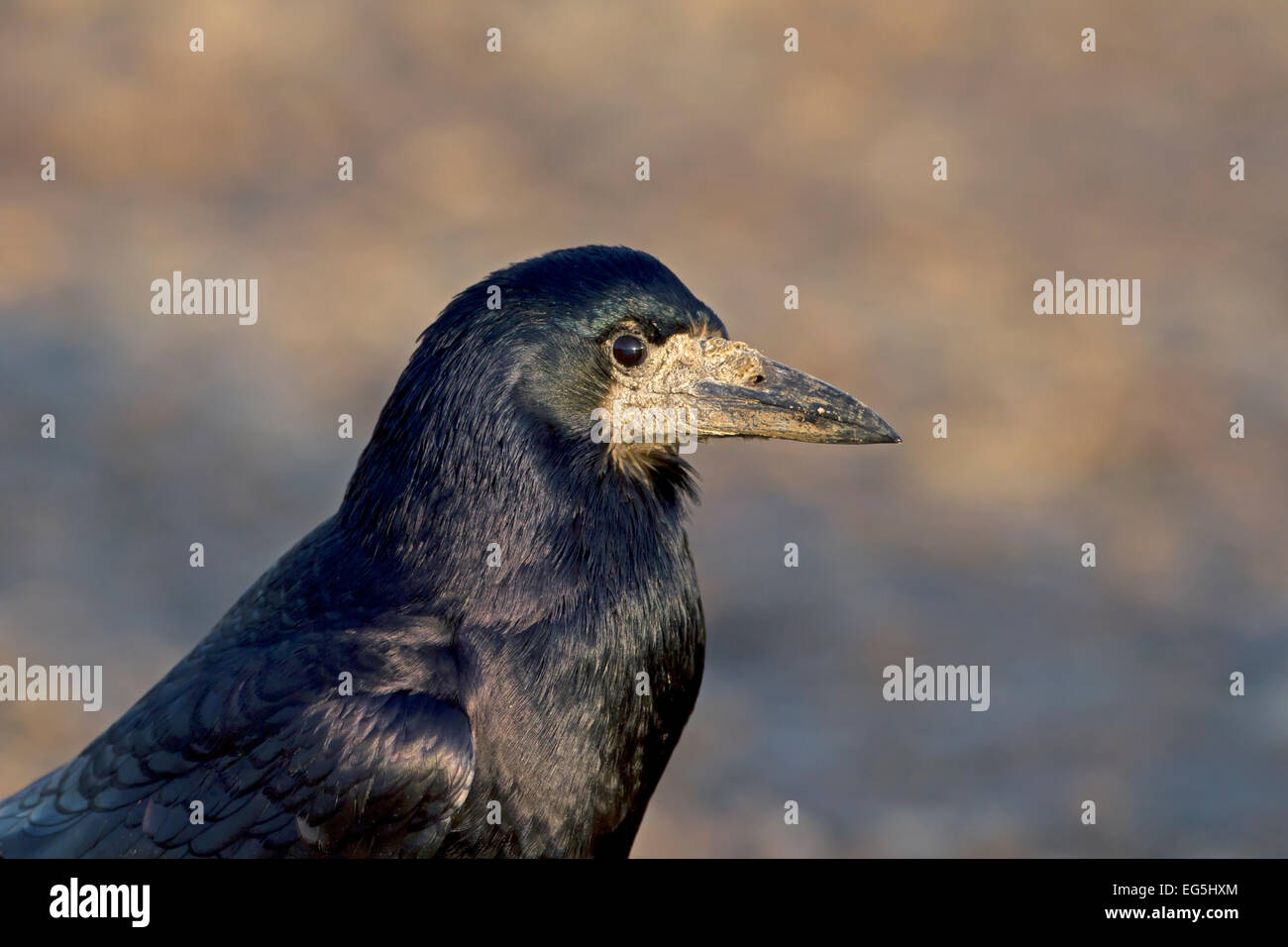 Rook - Corvus frugilegus Stock Photo - Alamy