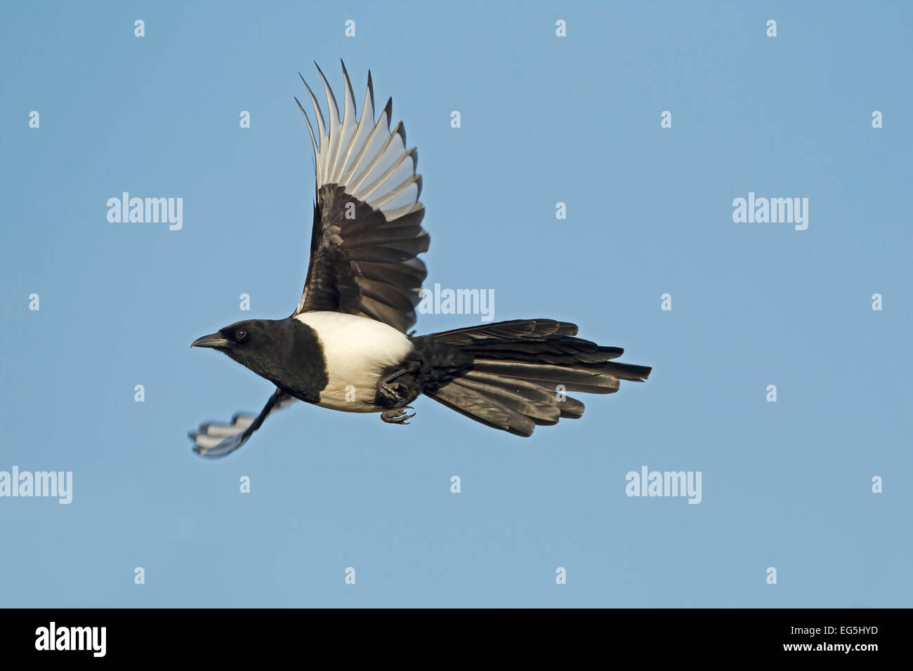 Black Billed Magpie Flying