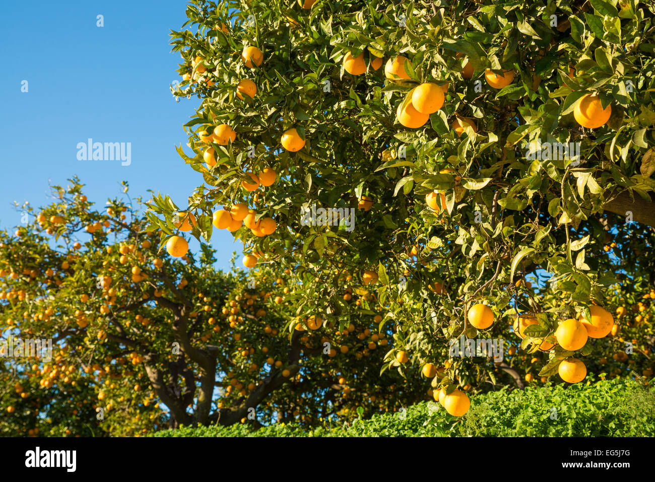Orange plantation with trees ready to be harvested Stock Photo - Alamy