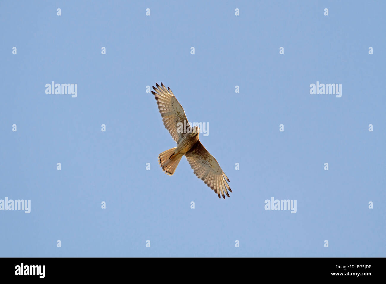 Buzzard india hi-res stock photography and images - Alamy