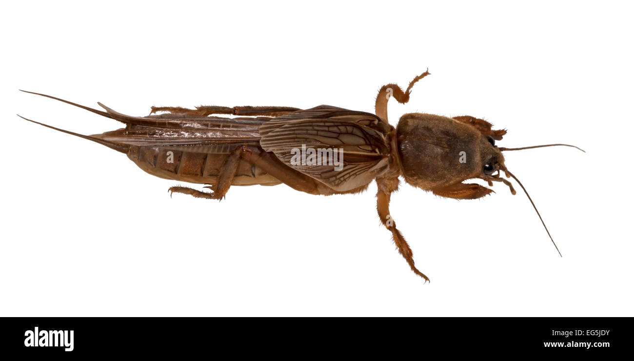 Oriental mole cricket Cut Out Stock Images & Pictures - Alamy
