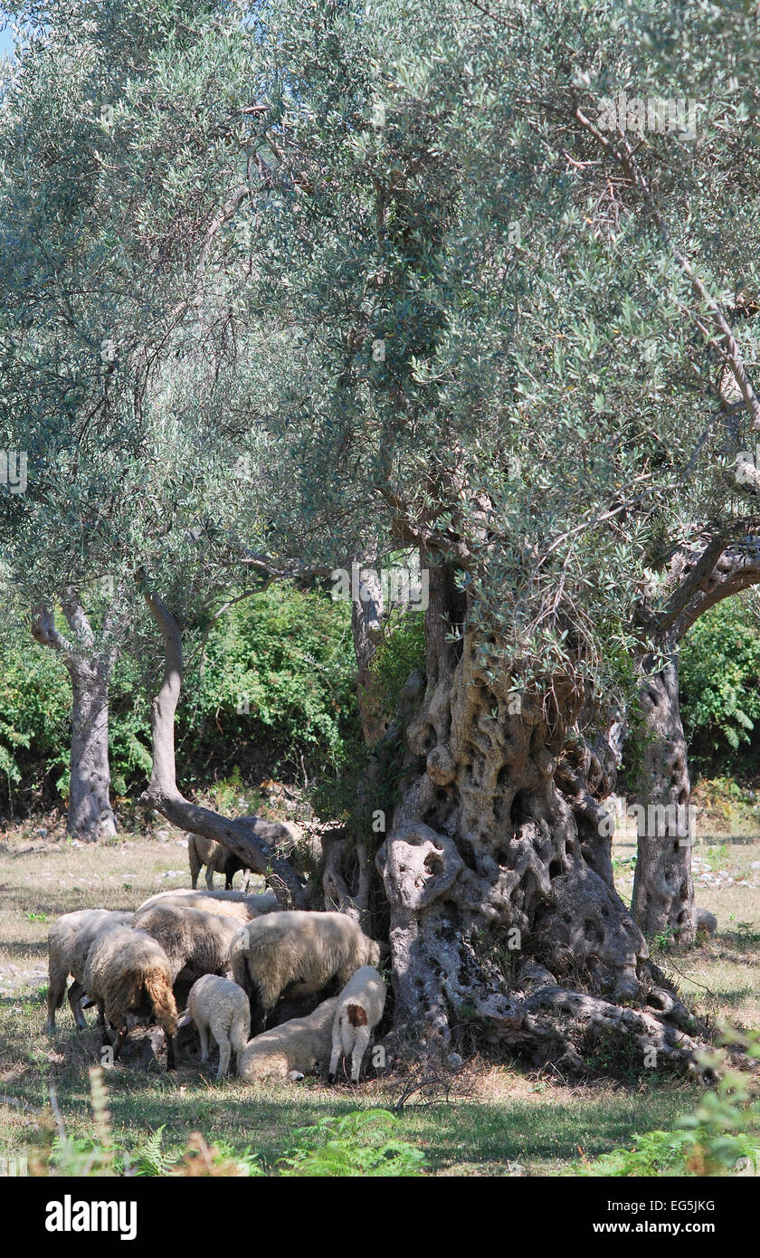 Olive tree sheep hi-res stock photography and images - Alamy