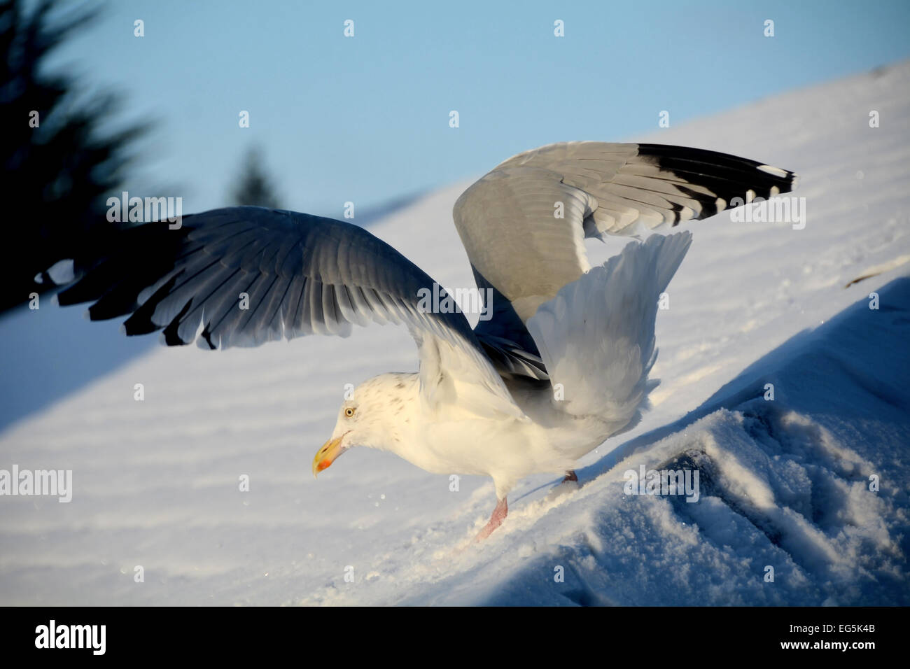 A European herring gull taking flight from a snow covered roof Stock ...