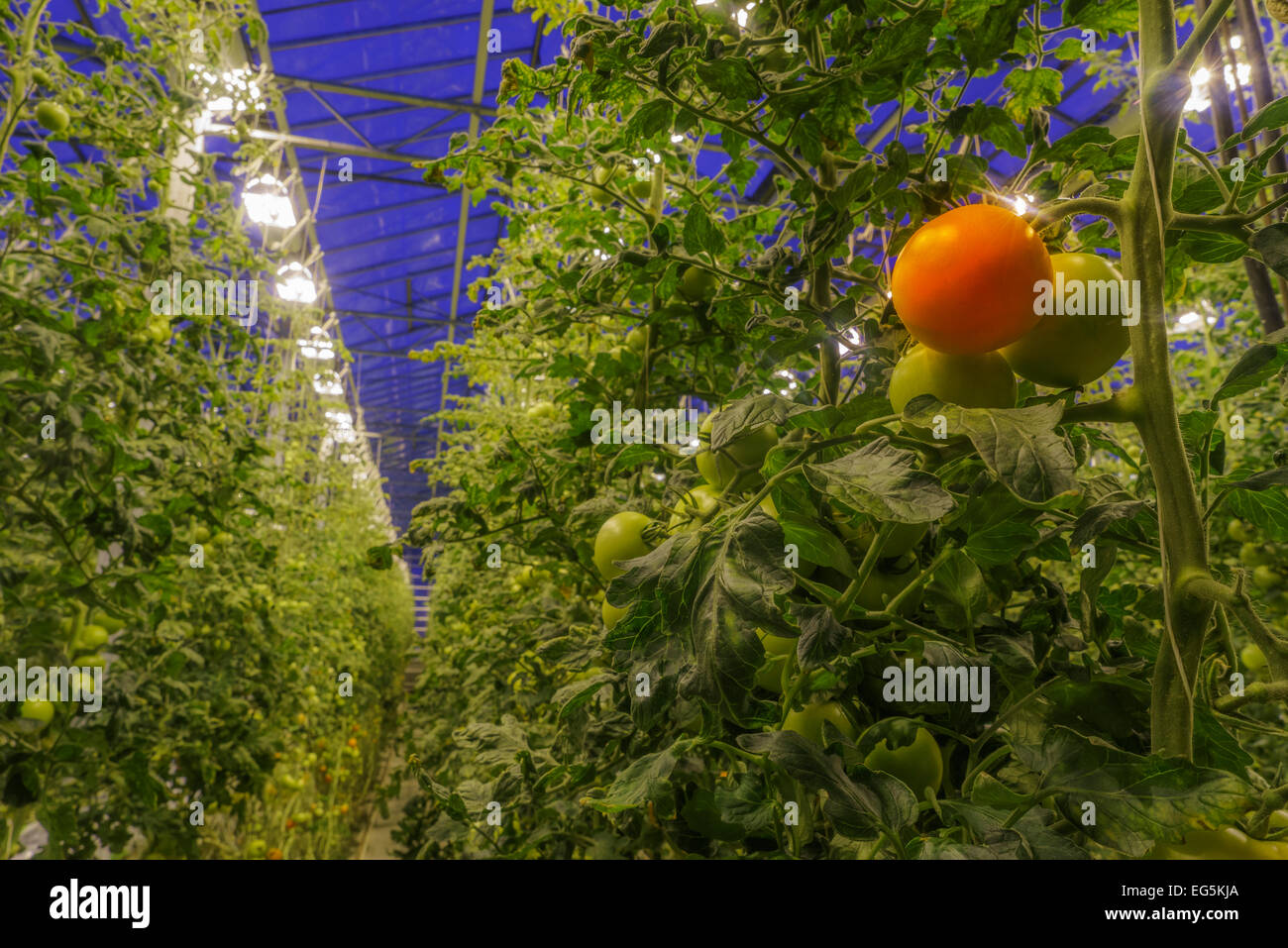 Tomatoes growing in a greenhouse. Geothermal energy used to grow fruit ...
