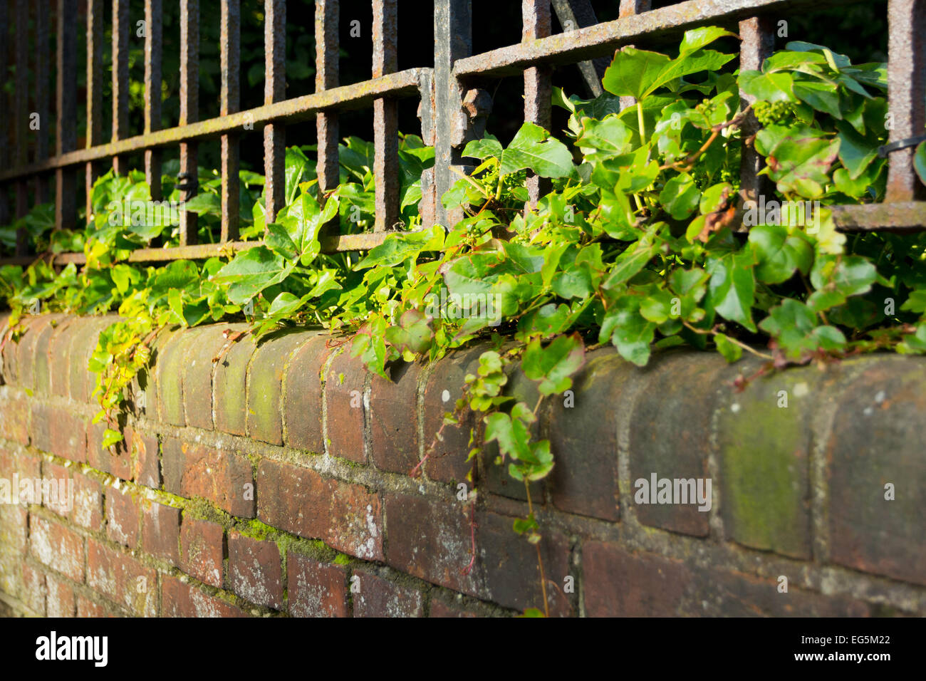 Iron railings ivy hi-res stock photography and images - Alamy