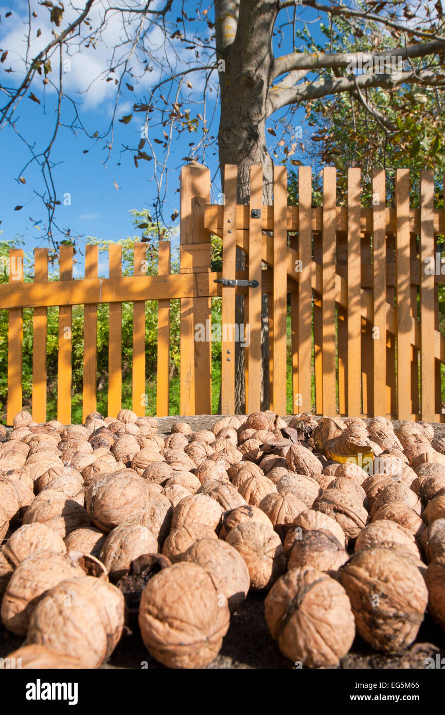 Bio walnut tree hi-res stock photography and images - Alamy