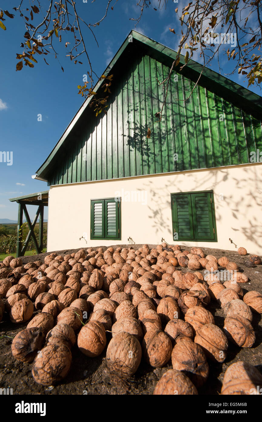 Bio walnut tree hi-res stock photography and images - Alamy