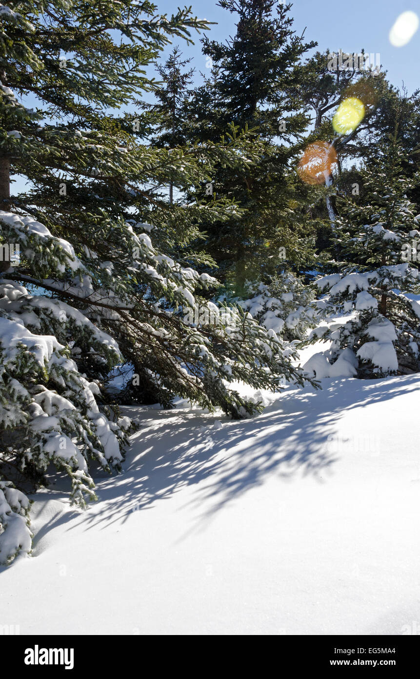 In the desert spruce forest hi-res stock photography and images - Alamy