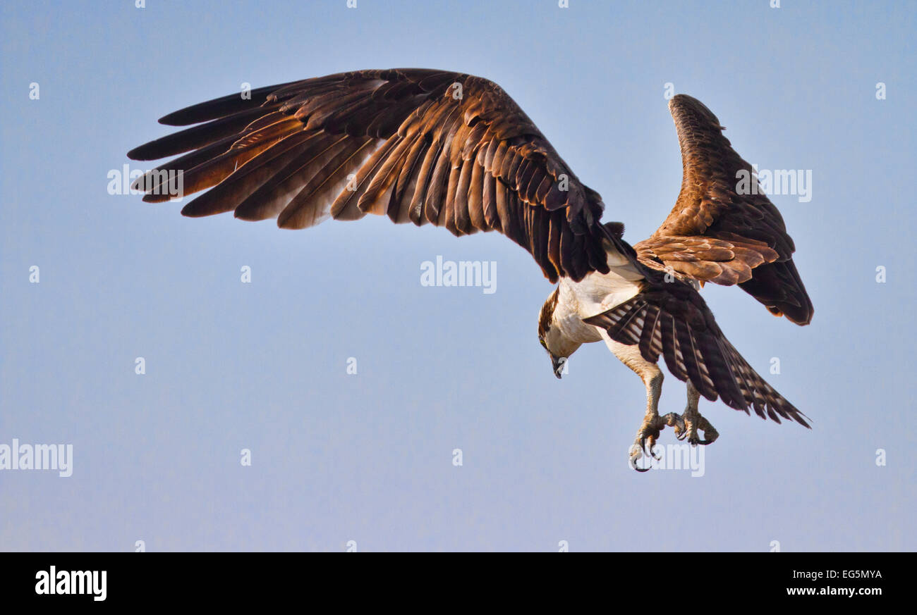 Osprey flying over water hi-res stock photography and images - Alamy