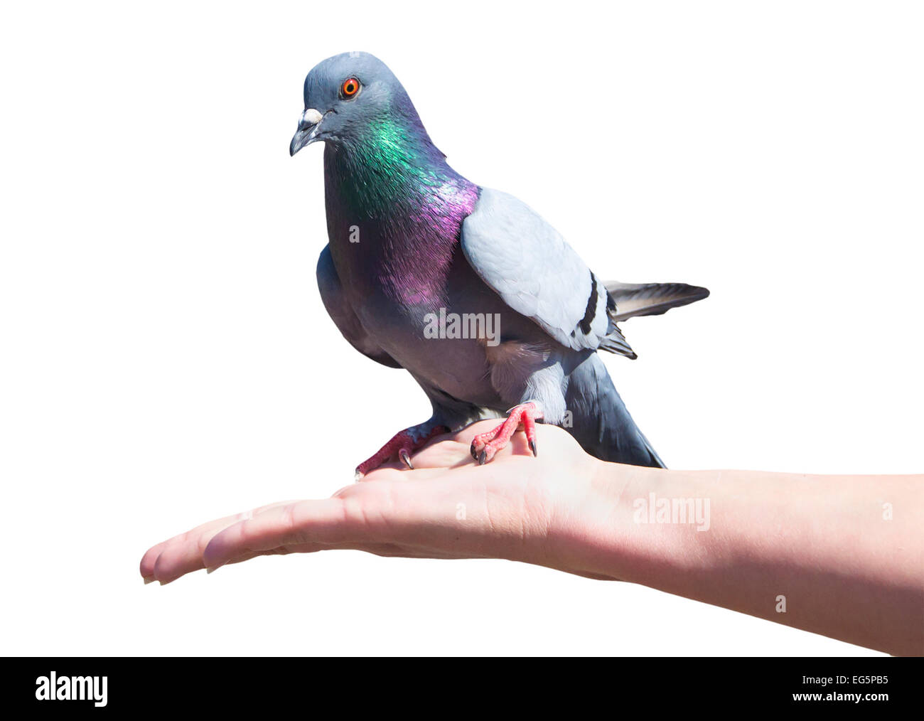 Pigeon on hand hi-res stock photography and images - Alamy