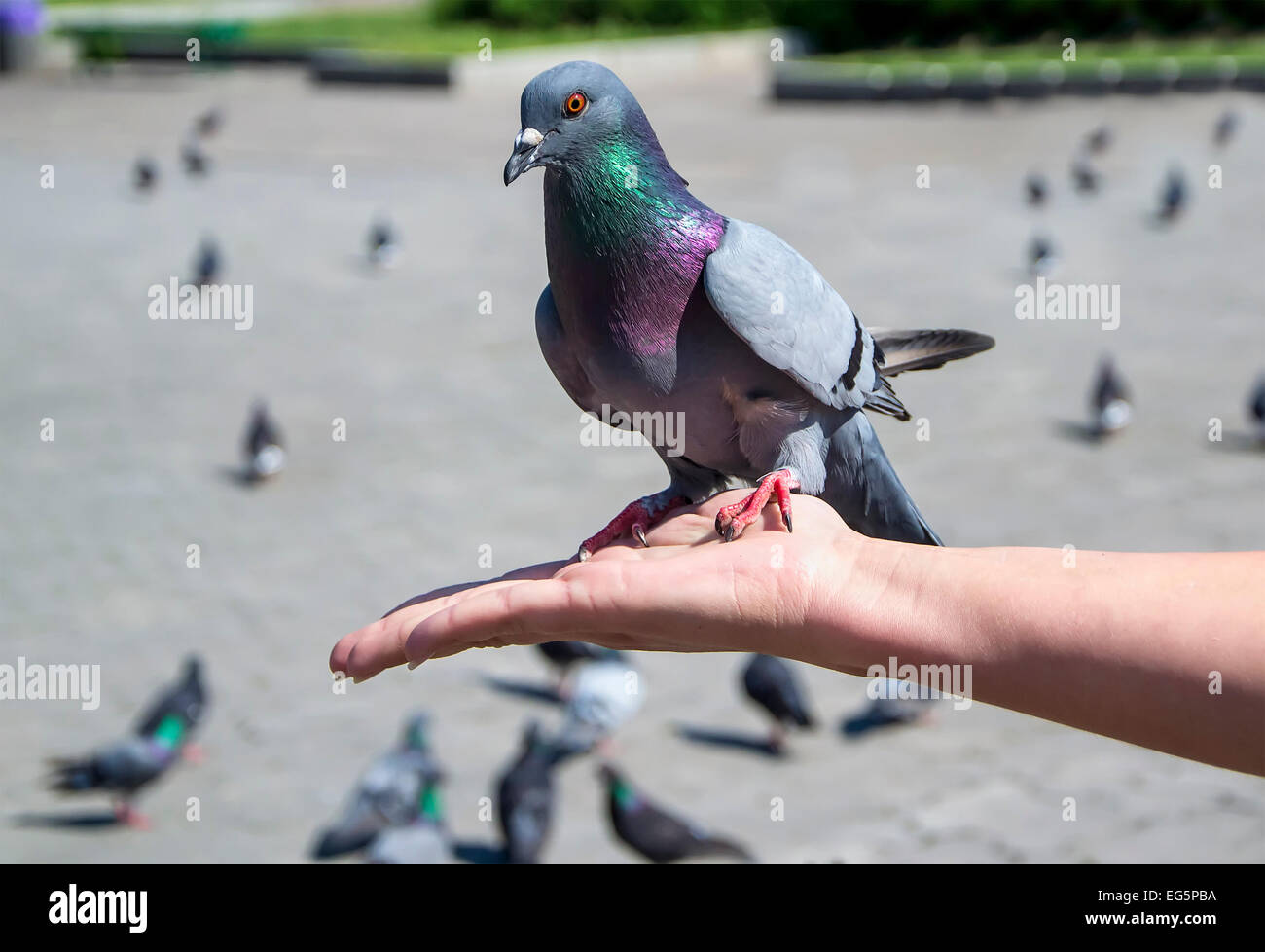 Pigeon on hand Stock Photo - Alamy